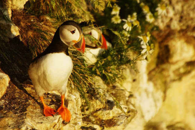 Purbeck Footprints: June - A Time for Puffins