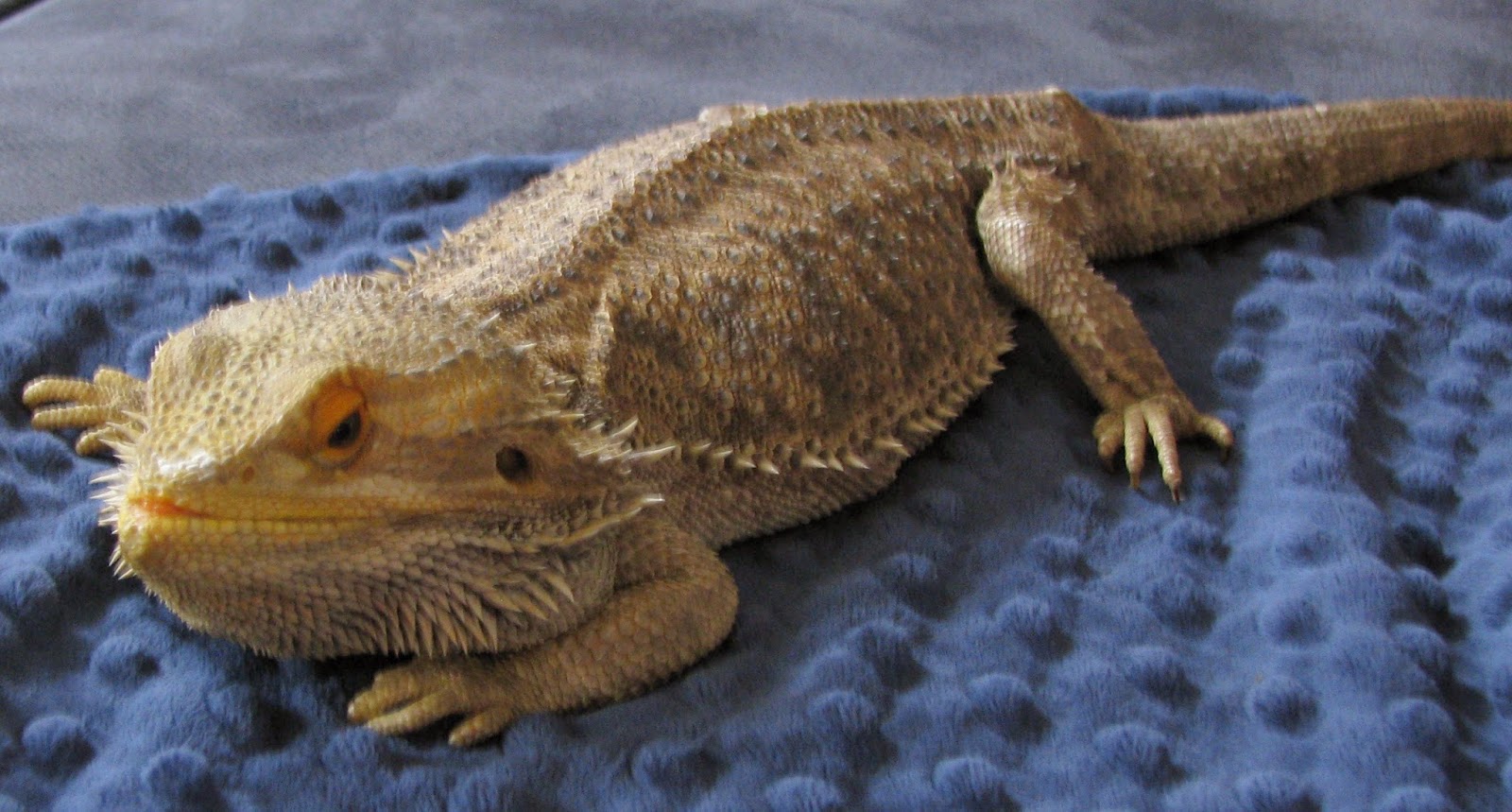 Sarah's Bearded Dragon Rescue: Toothless, rescue number 44