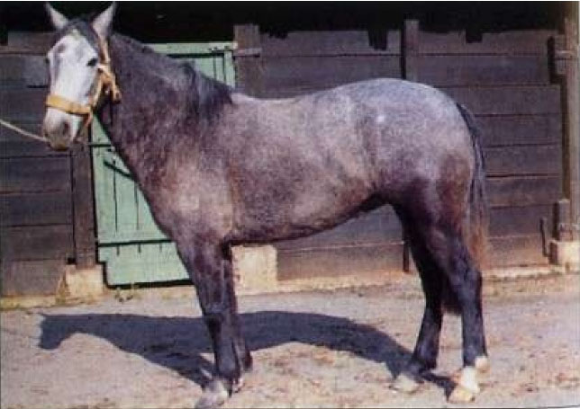 Monterrey, México: Agapito Treviño "Caballo Blanco"