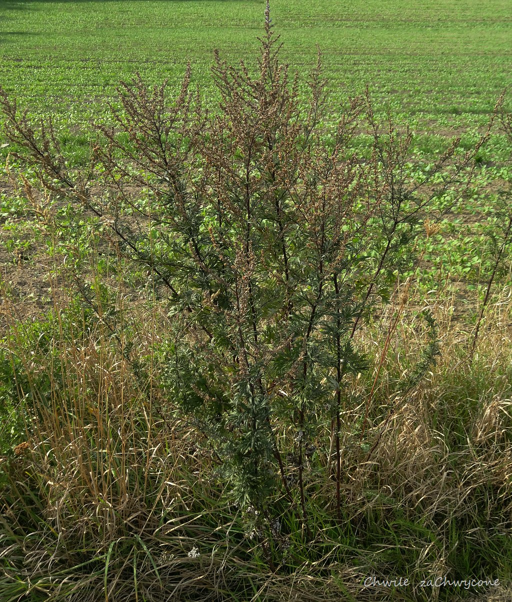 Chwile zaChwycone: Bylica pospolita i jej kwiaty