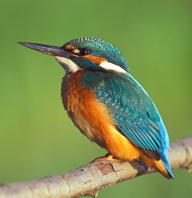 Luz y Arte: EL ALCIÓN