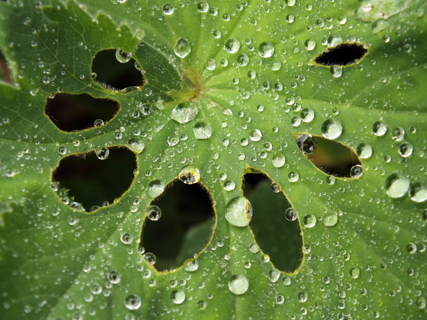 Piet Schellekens: 214. Blaadjes met een gaatje