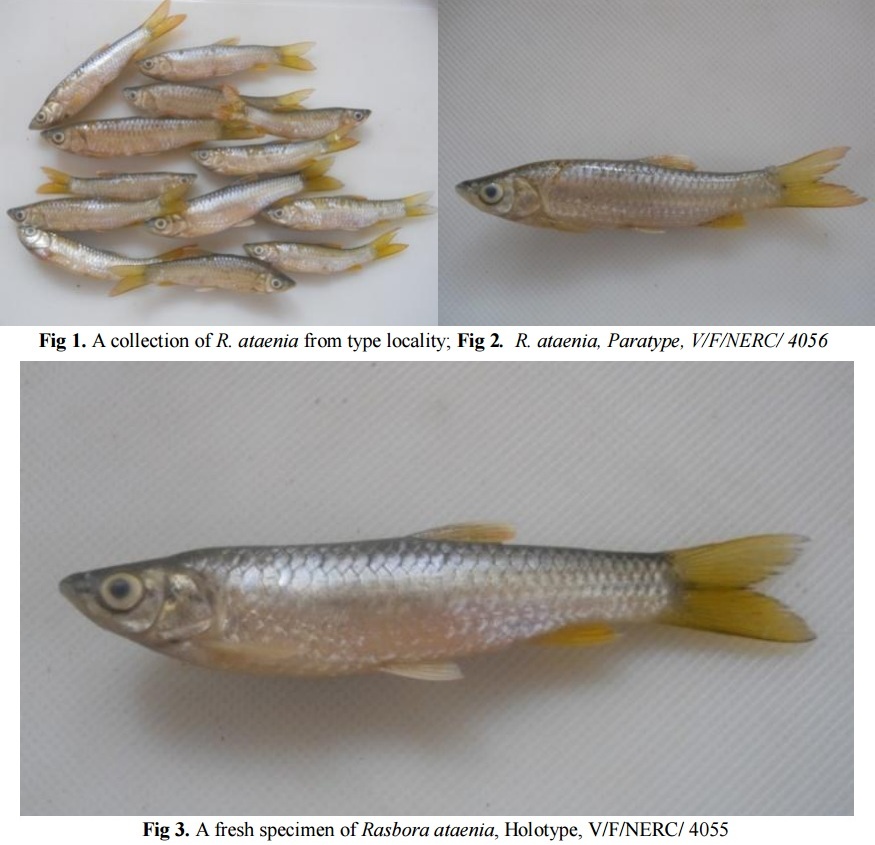 Indian Freshwater Fish Species