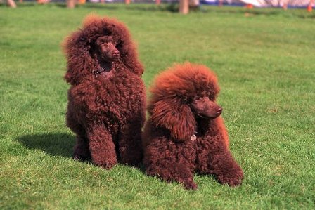 Anjing Poodle | Gambar Foto Anjing