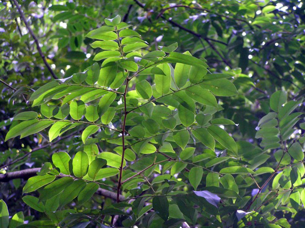 Tumbuhan Liar yang Aman Dikonsumsi | Ilmu Pengetahuan