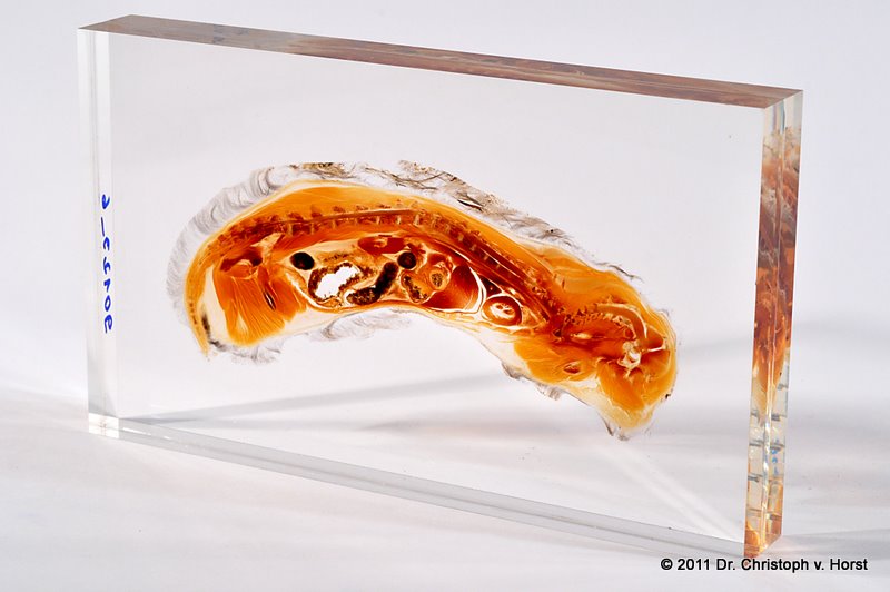 Plastination Anatomie Einbettungen: Genau hinsehen! Auch kleine ...