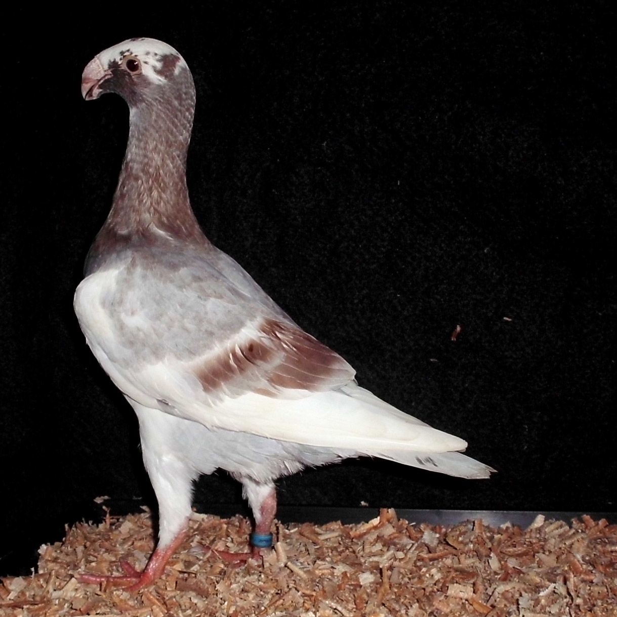 suryapigeon.blogspot.com: German Beauty Homer Pigeon Colour