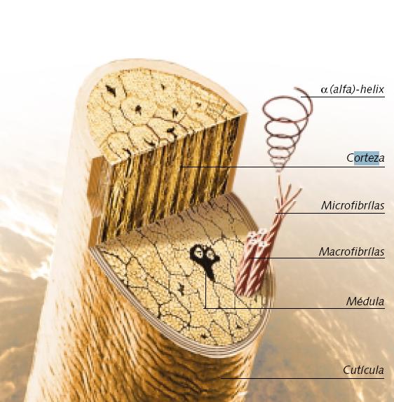 sheyla de la rosa: ESTRUCTURA DEL CABELLO