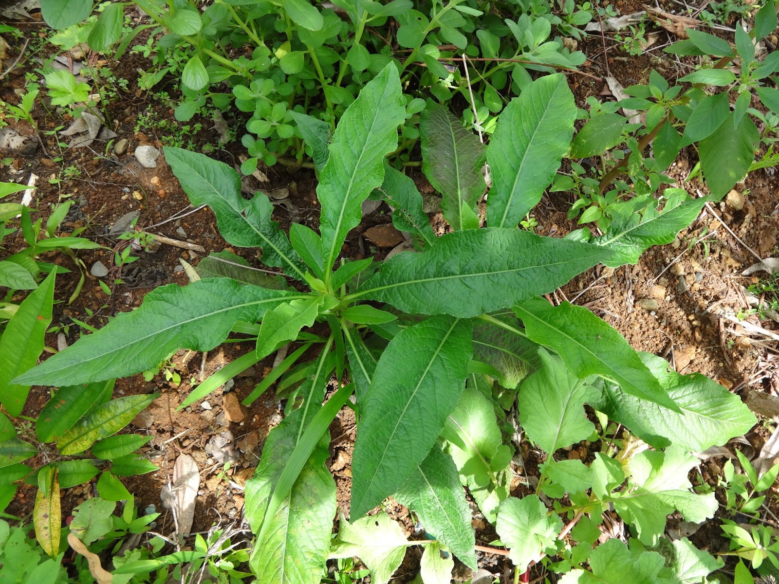 Herbs from Distant Lands: Elephantopus scaber, Elephantopus mollis ...