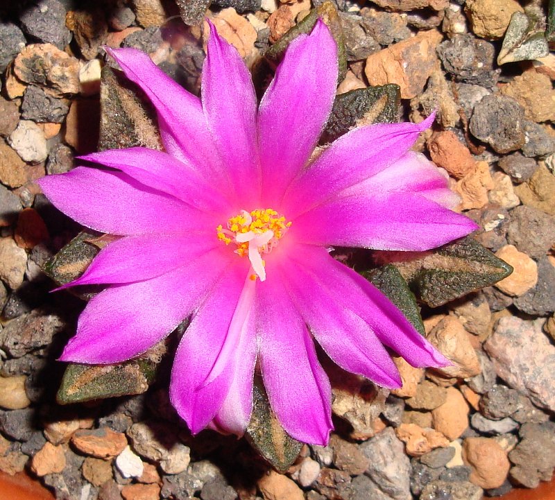Cactus Lover: Ariocarpus kotschoubeyanus - living rocks