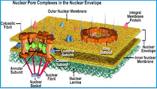 GINA ISNAWATI: BIOSEL (part 2) --> NUKLEUS (INTI SEL)