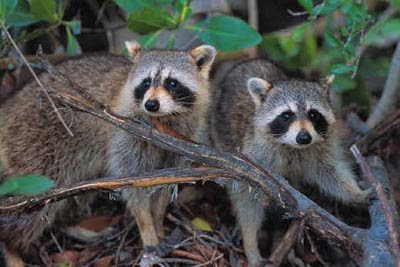 Variety of Life: Procyonidae