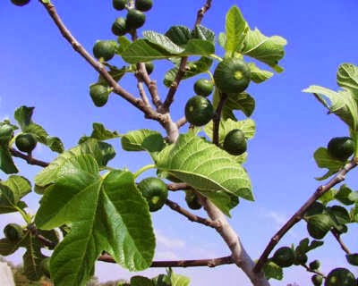 Manfaat Teh Daun Tin / Ara / Figs - Manfaat Buah-Buahan