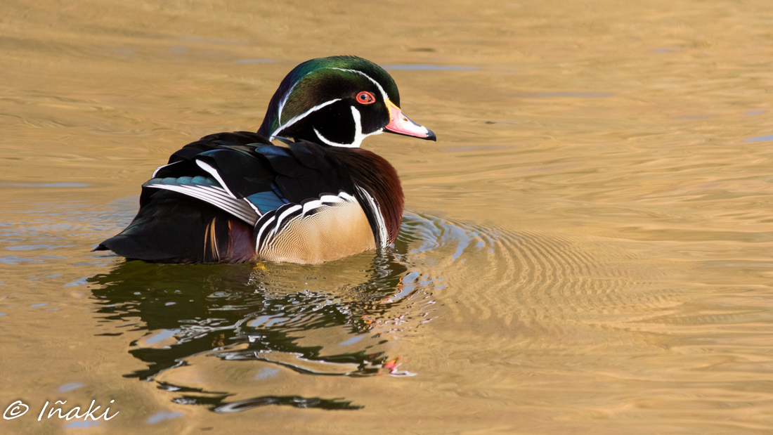 Nosoloaves - Aves del mundo (Birds of the world): Regalo de Reyes en ...