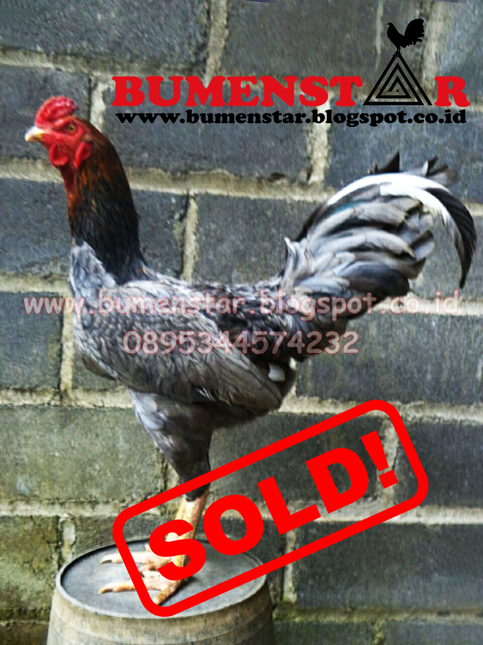 BLUE HENNY GAMEFOWL BULU BETINA