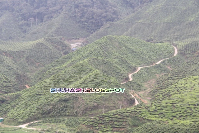 A Cap and A Sunglass: Jalan-Jalan Cameron Highland