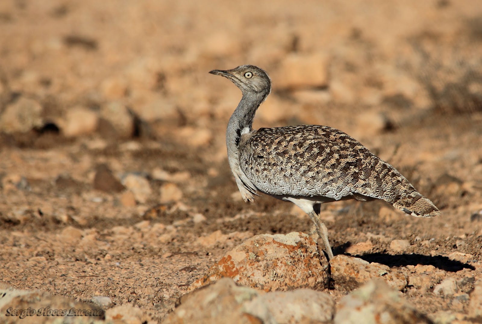 Viajes, Salidas, Naturaleza, (Fotografía).: Avutarda Hubara ...
