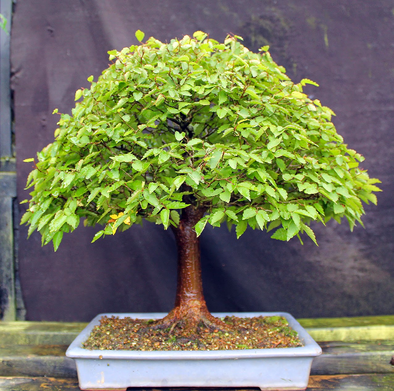 Little Cornish Trees: Ramification Pt 1