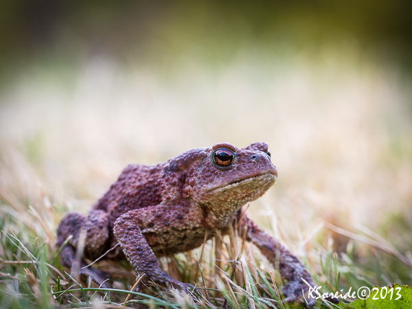 Kjetil Søreides fotoblogg: Padde (Toad)