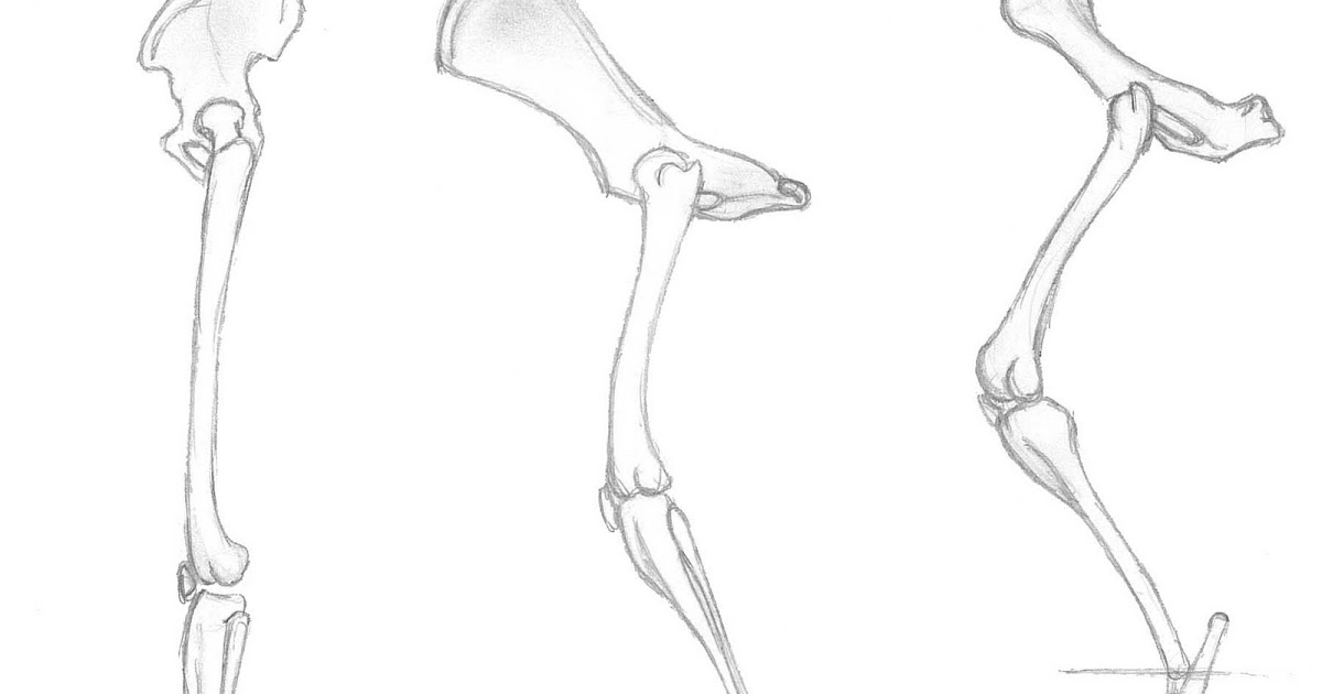 antonalyptic: Are your feet plantigrade, digitigrade or unguligrade?