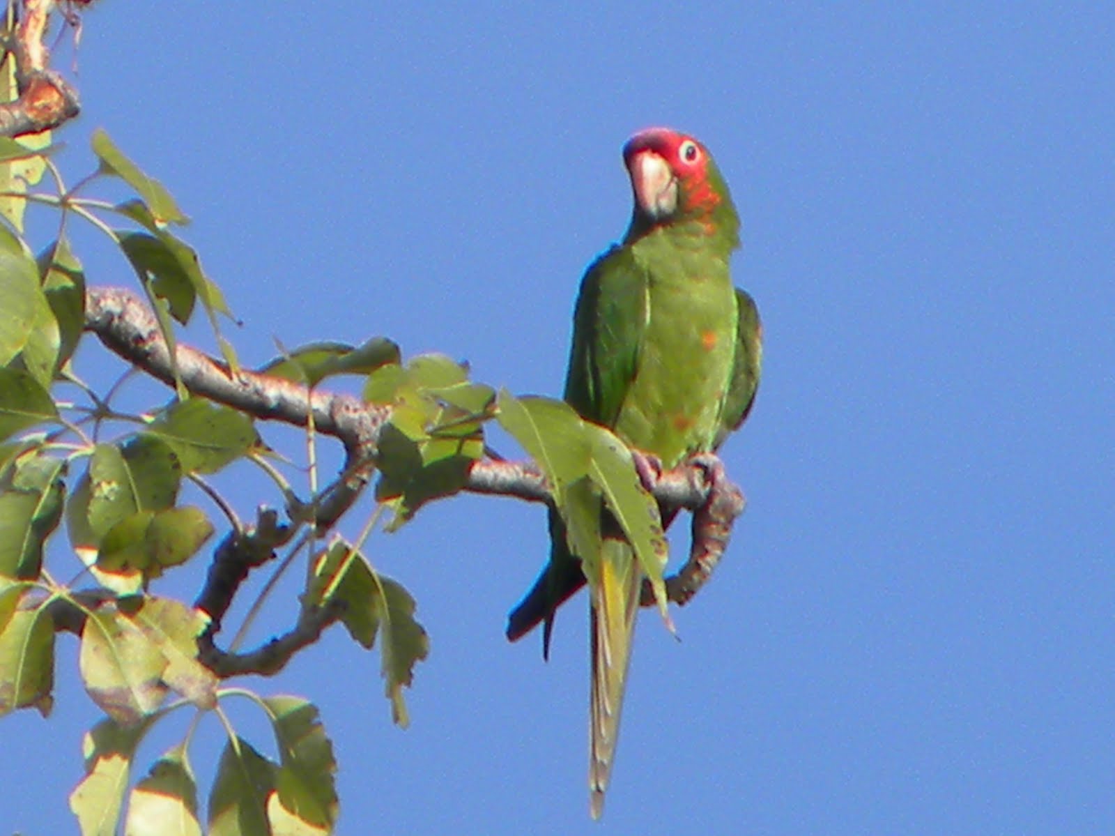 Steve and Judy's travel blog: Mitred Parakeet