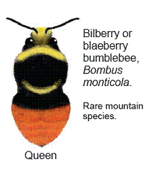 English Plants: BUMBLEBEE IDENTIFICATION