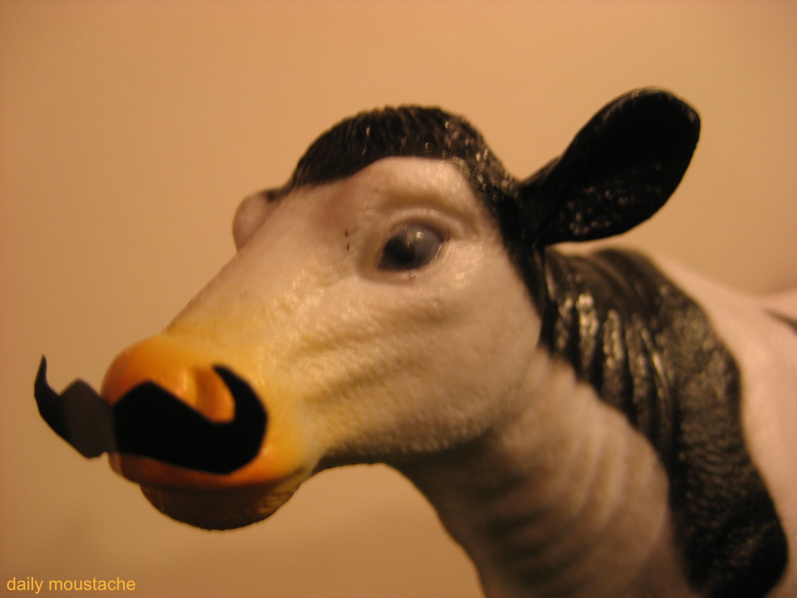 dailymoustache: February 2012