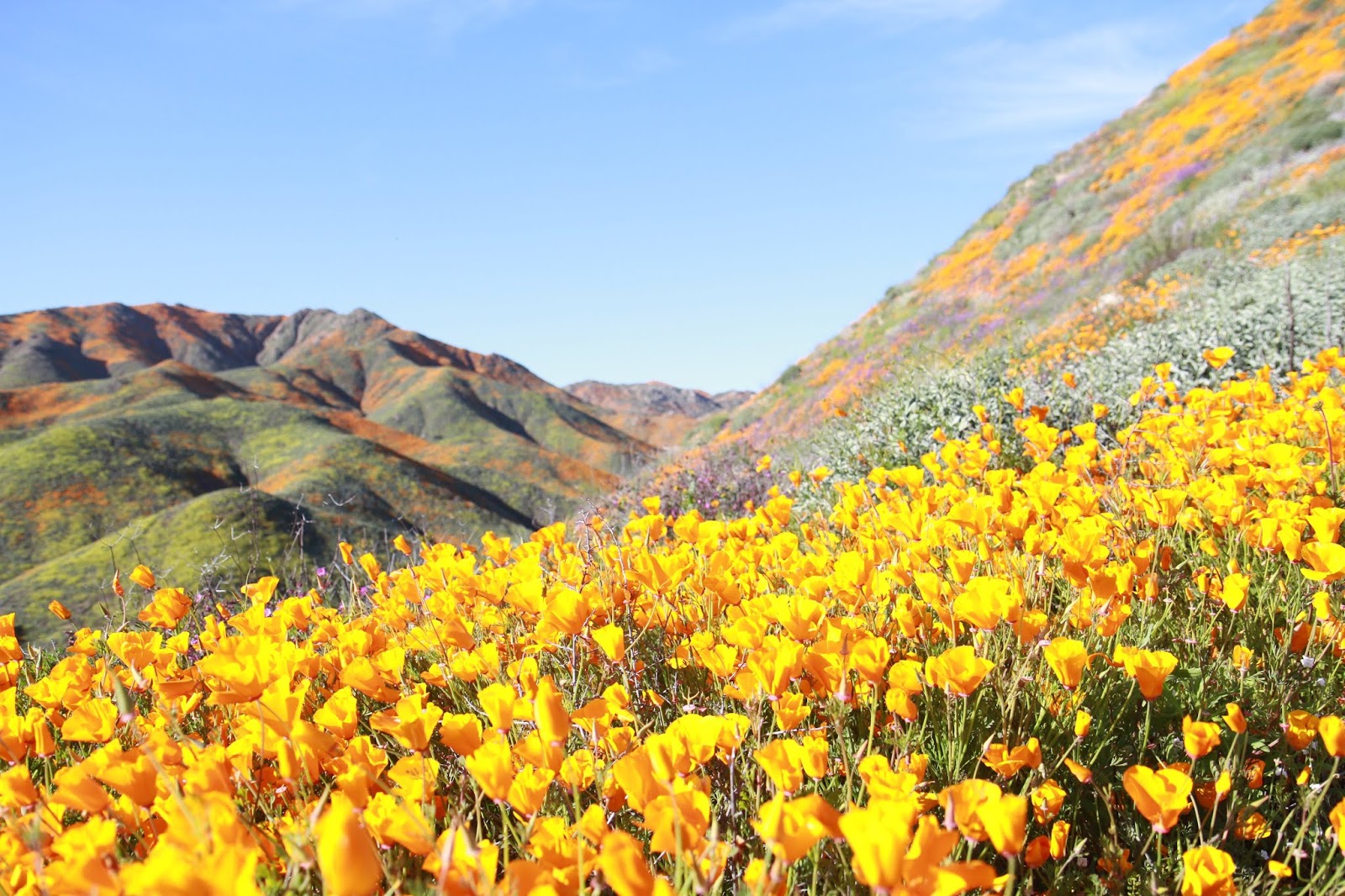The Rae's: The Super Bloom 2019