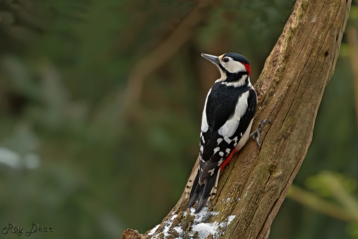 Foto's: Grote bonte specht