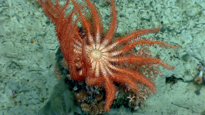 The Echinoblog: Because Brisingid Starfish are Fantastic! Stunning ...