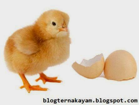 Penentuan Jenis Kelamin Pada Ayam | Ternak Ayam