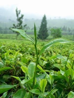 Hitori de aruku: Macam-macam Teh dan Manfaatnya