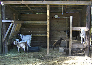 What You Need to Know Before Purchasing a Goat