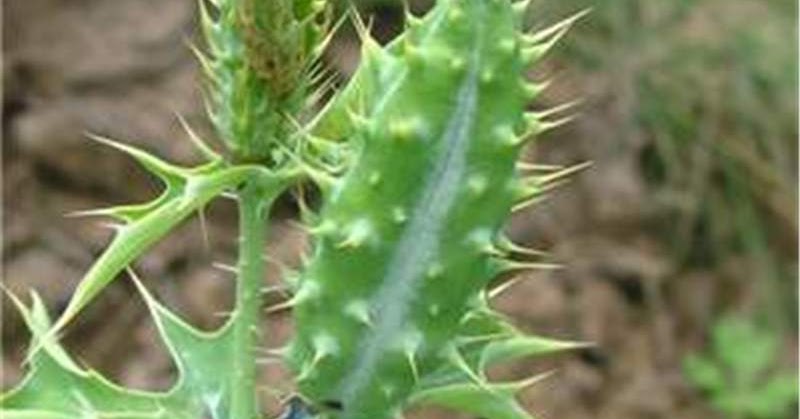 Herbal plants: Best gift of nature.: MEXICAN POPPY