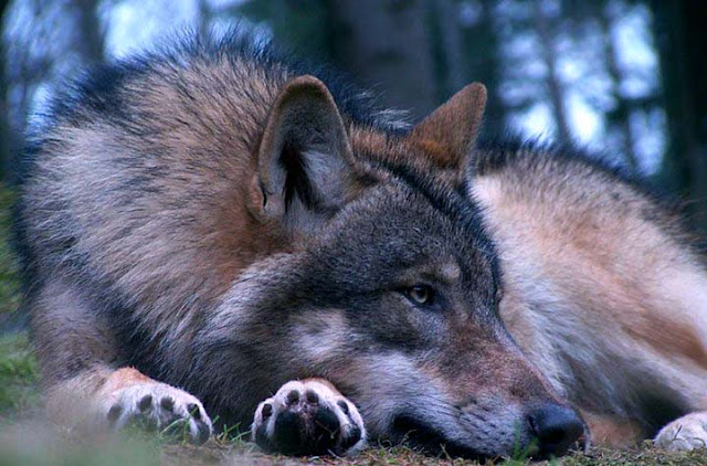 White Wolf : Animal Guides: What is the Wolf Spirit Animal Meaning?