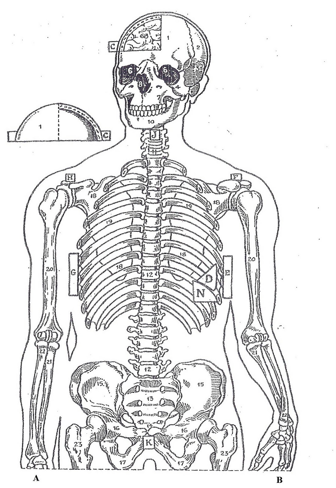EL BLOG DE LES CIENCIES: NATURALS: anatomia de l'esquelet humà i els ...