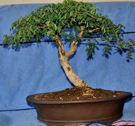 LENNARD'S BONSAI BEGINNINGS.: Acacia burkei/Black Monkey Thorn progression.