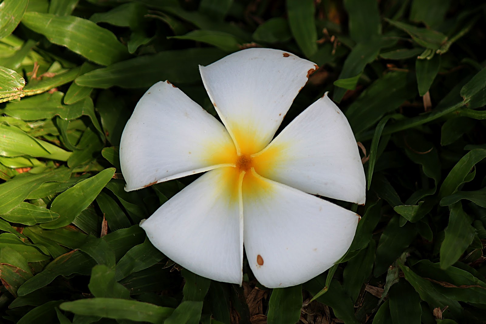 koun khmer: Royal Palace, Phnom Penh, Cambodia