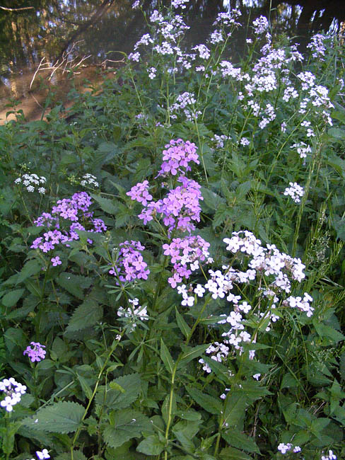 Loire Valley Nature: Dames Violet - Hesperis matronalis