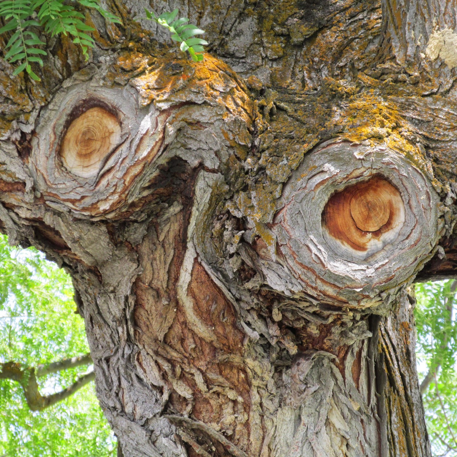 Mill Hill Meadow: Owl Face.