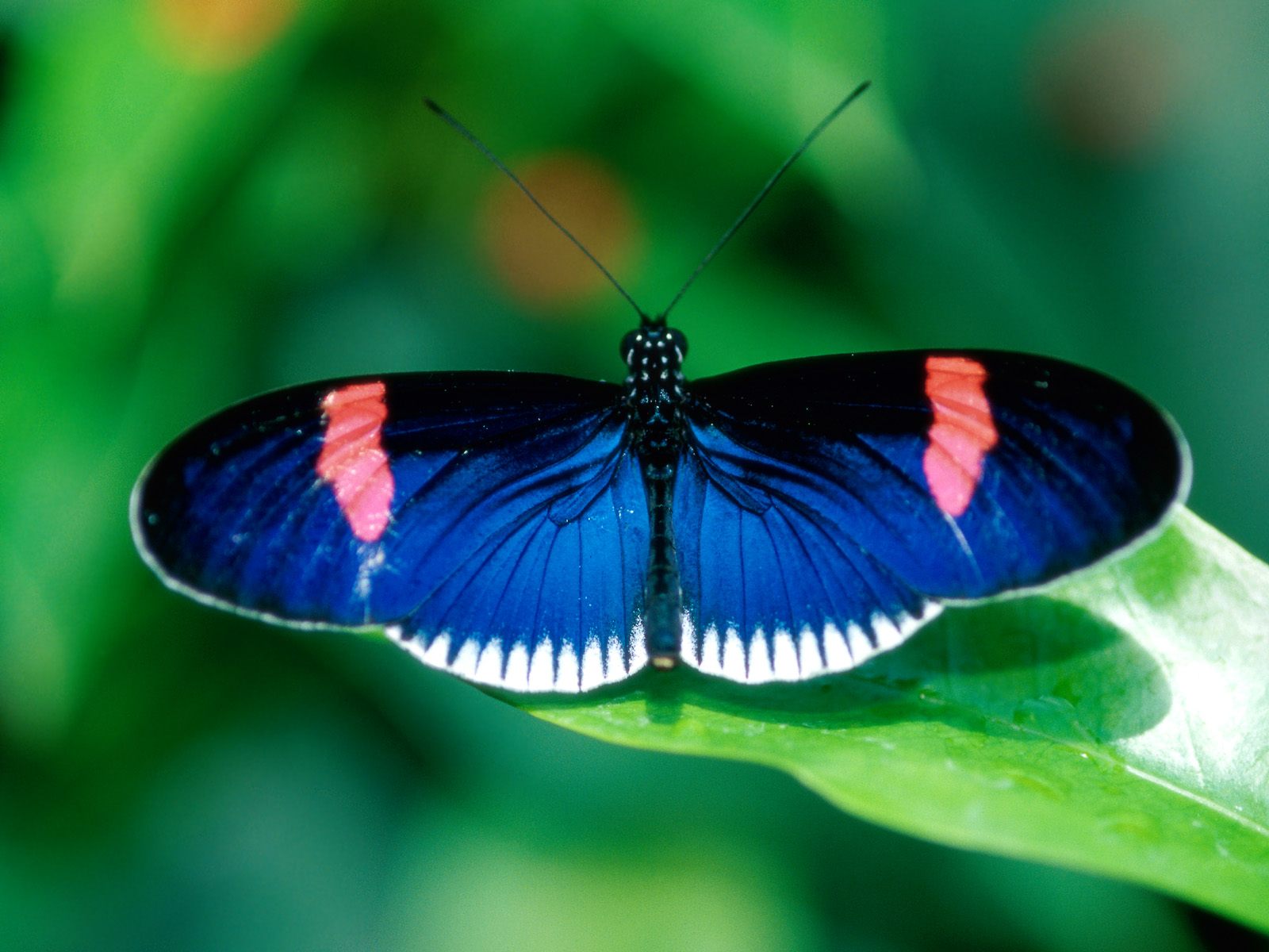 Gambar Kupu-Kupu - Butterfly Wallpapers