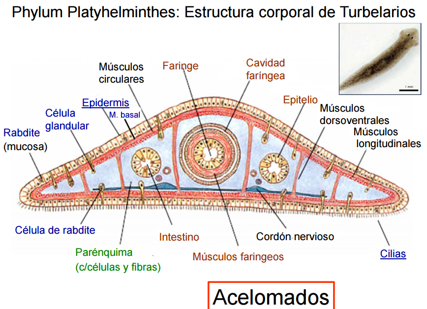 PLATELMINTOS (PLATYHELMINTHES) O GUSANOS PLANOS: #3 CLASE TURBELLARIA