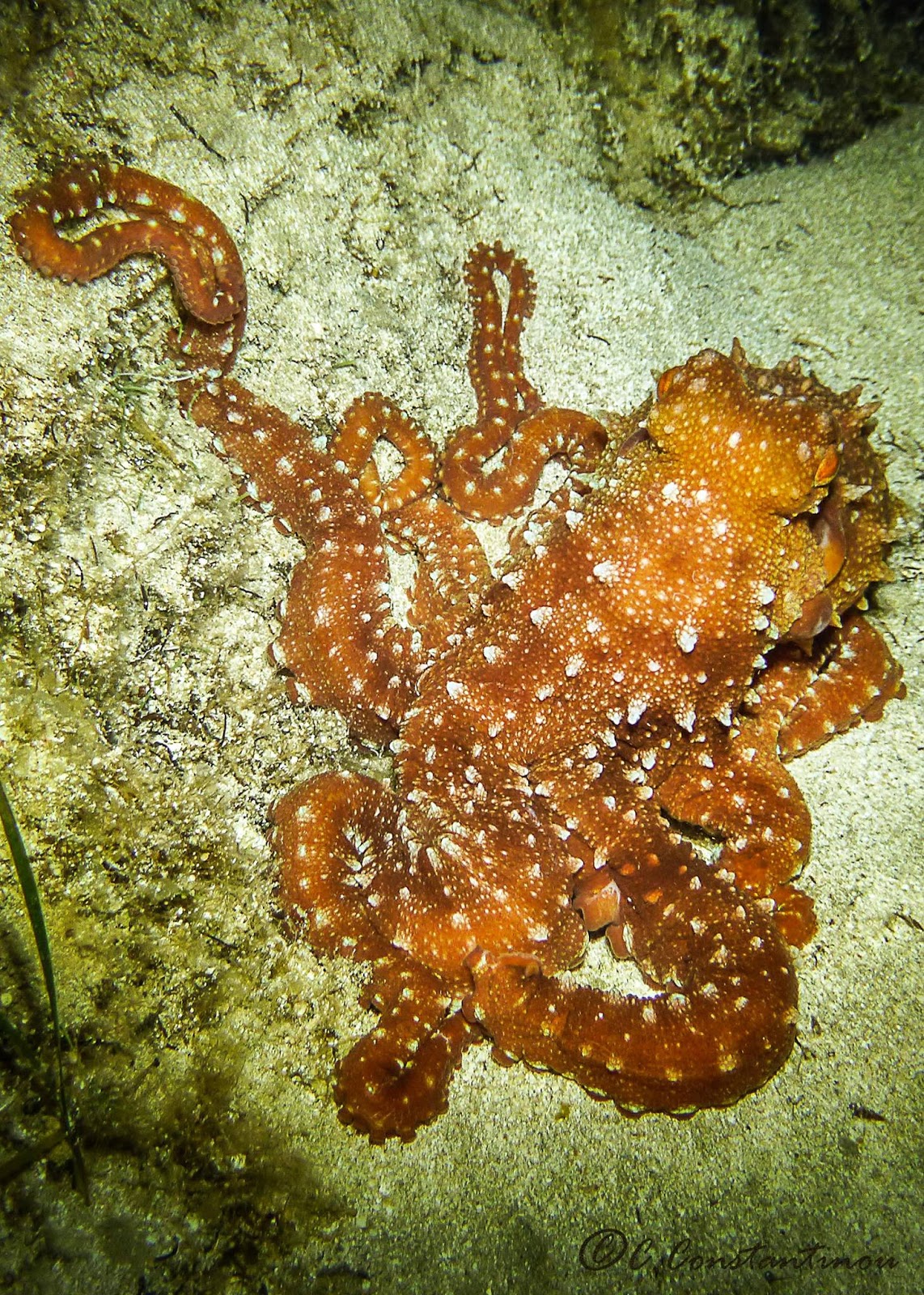 Biodiversity of Cyprus by NGO Protection of the Natural Heritage and ...