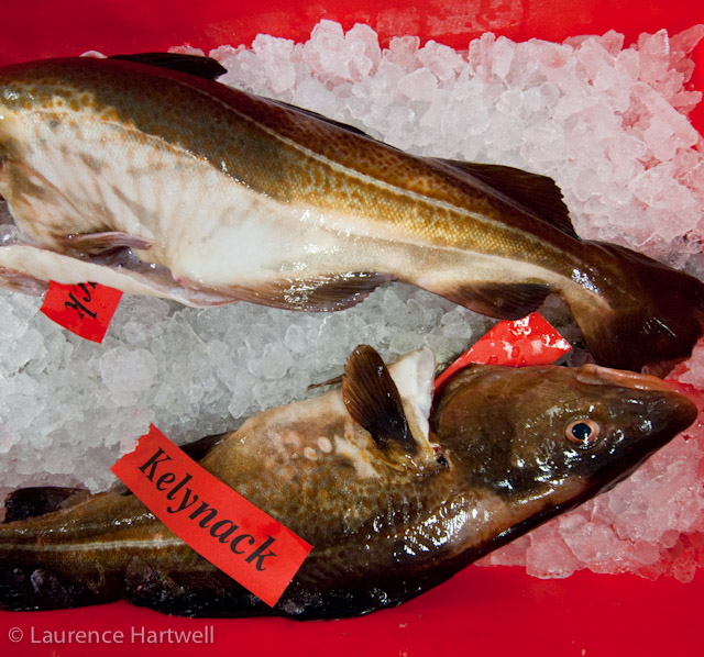 Through the Gaps! - Newlyn Fishing News: Cheeky monks Cornwall UK fish ...