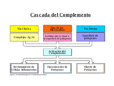 Inmunologia Bacteriana: REGULACION DEL SISTEMA DE COMPLEMENTOS