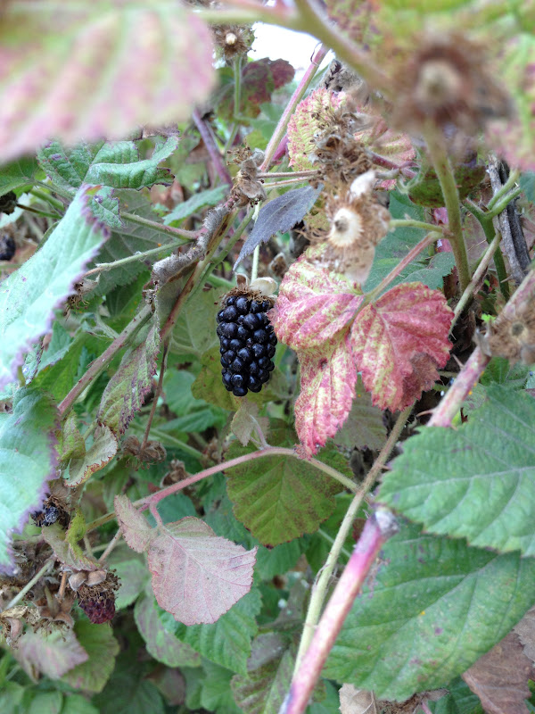 in the Hopeful Kitchen: Blackberry Slump