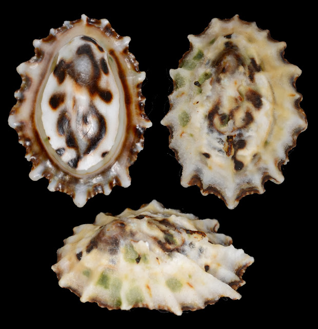 Dr. Lee's Gallery Museum: Lottia scabra 26.63mm