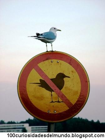 Curiosidades del Mundo: Las 10 fotos e imágenes más curiosas, raras y ...