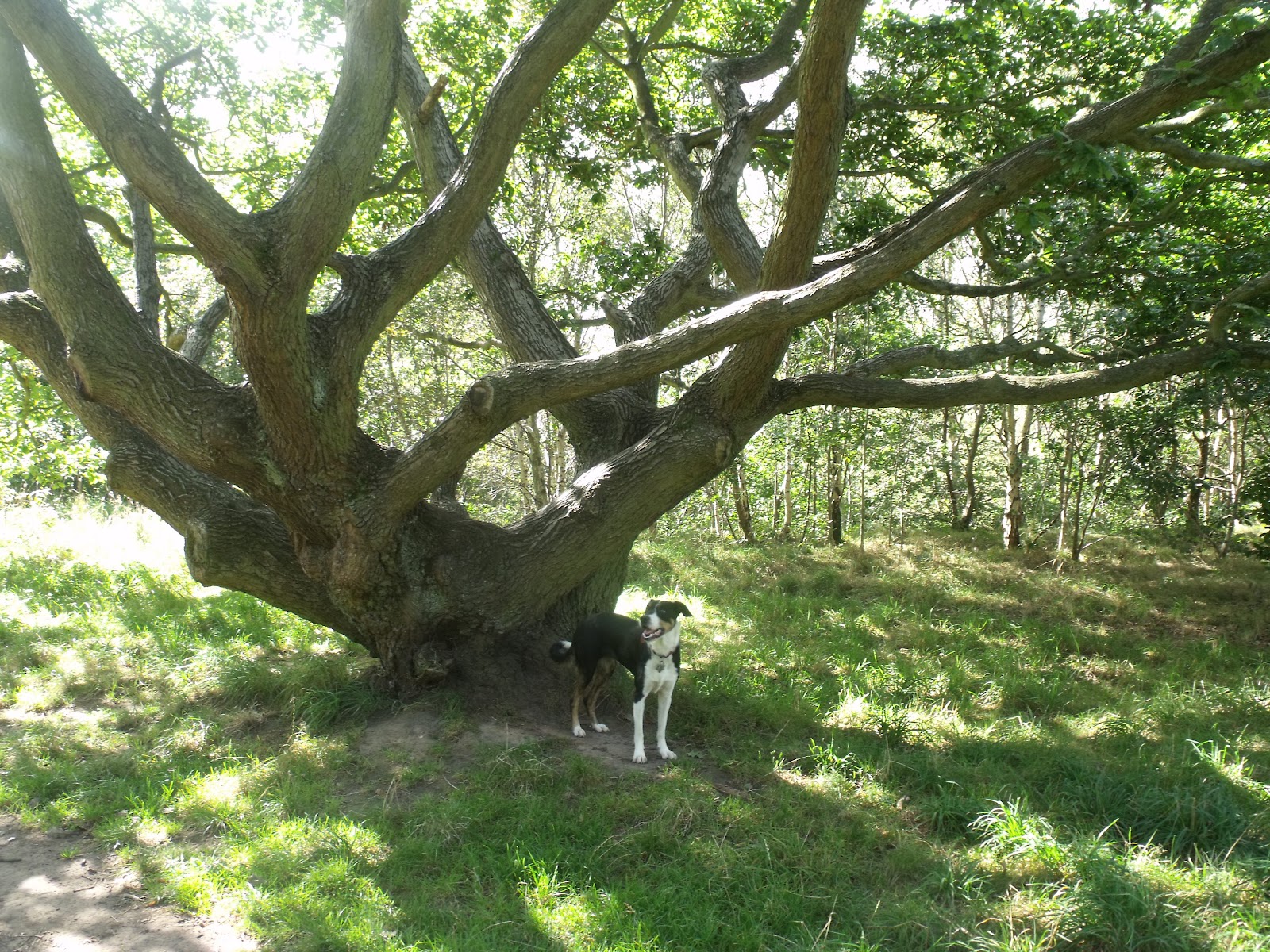 Yorkshire Ramblings: Canklow Wood Heritage Trail