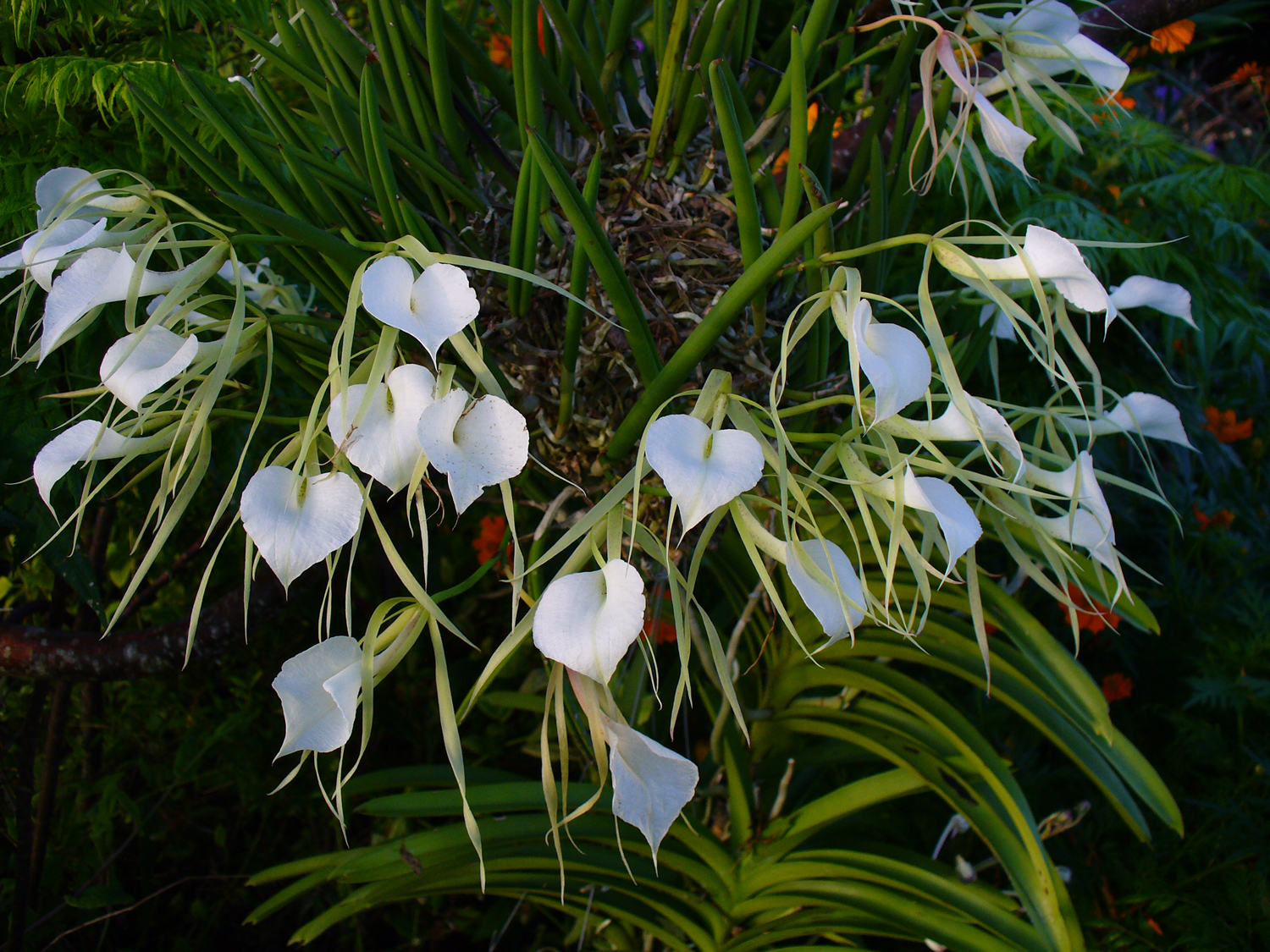 ORQUÍDEAS SEM SEGREDOS: ORQUÍDEA BRASSAVOLA